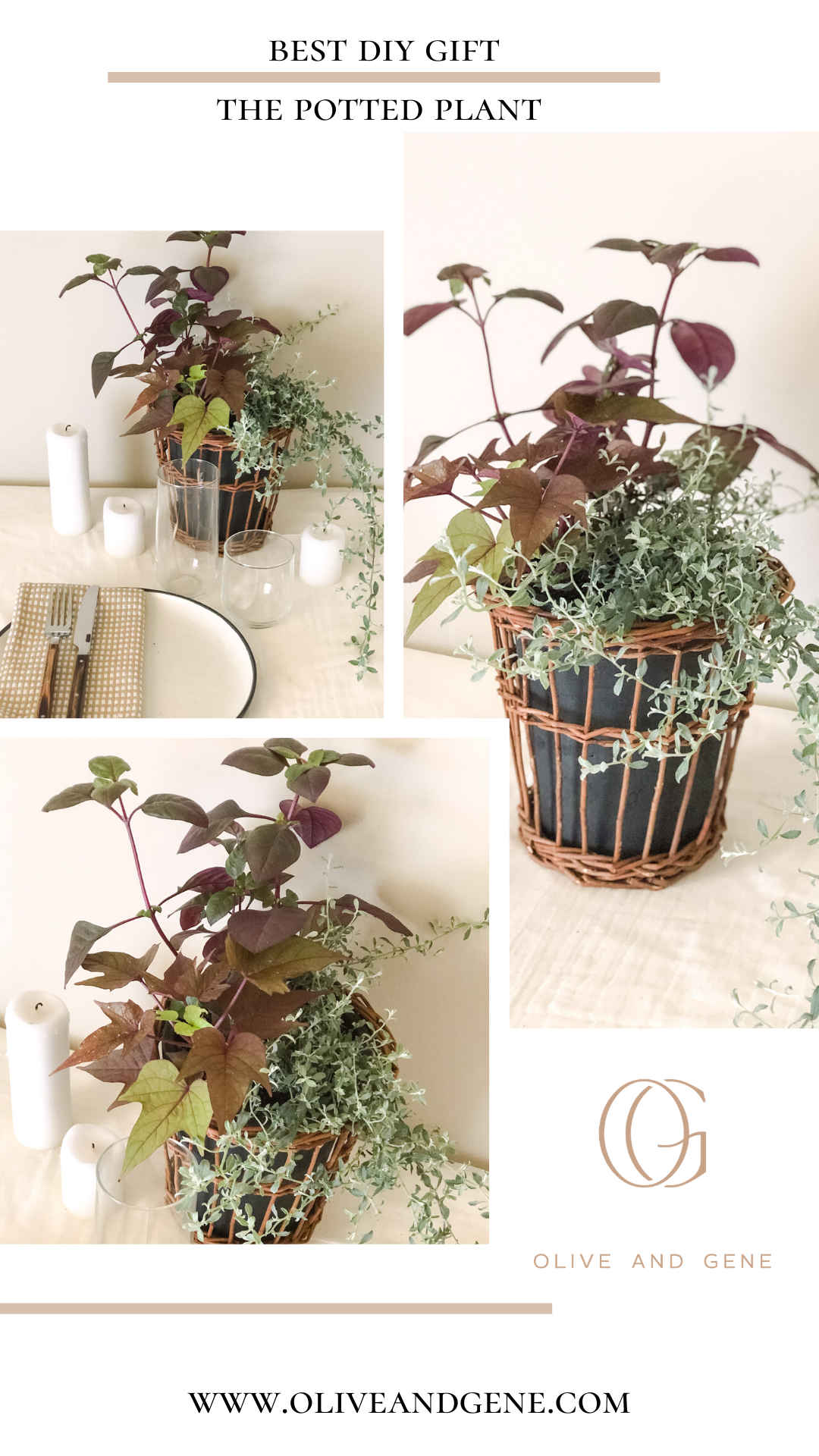 Best hostess gift or anytime gift: potted plants - Olive and Gene